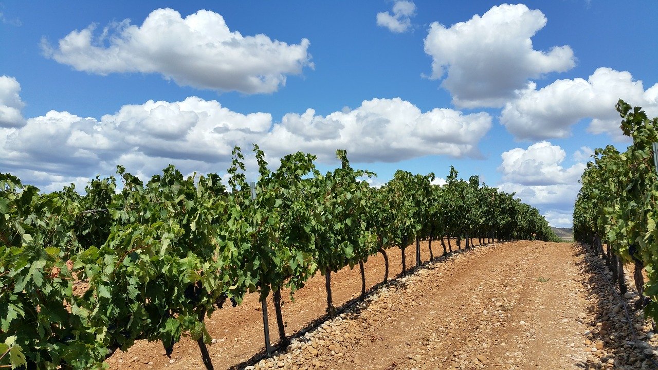 Best wine regions in Europe to visit by private jet - Fly Aeolus